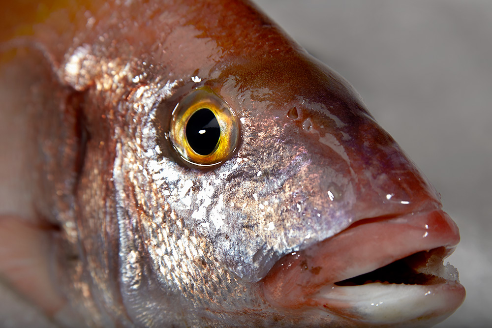 Rubiel (pagrus pagrus) - Pescados La Chucha