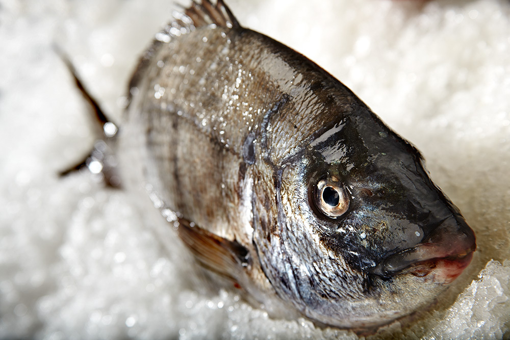 San Martín o Pez de San Pedro - Pescados La Chucha