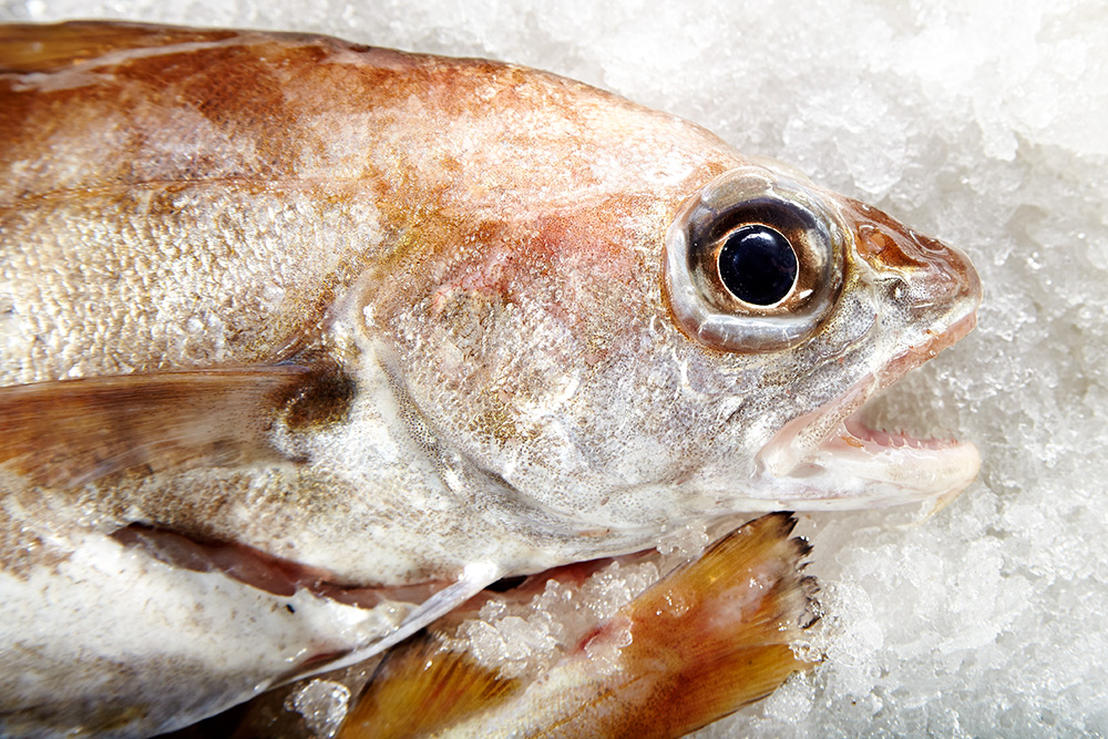 San Martín o Pez de San Pedro - Pescados La Chucha